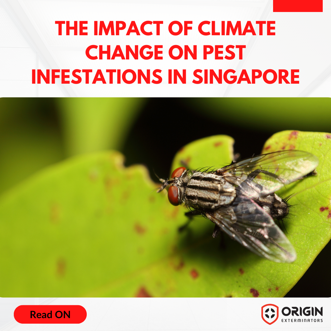 Impact of Climate Change on Pest Infestations in Singapore
