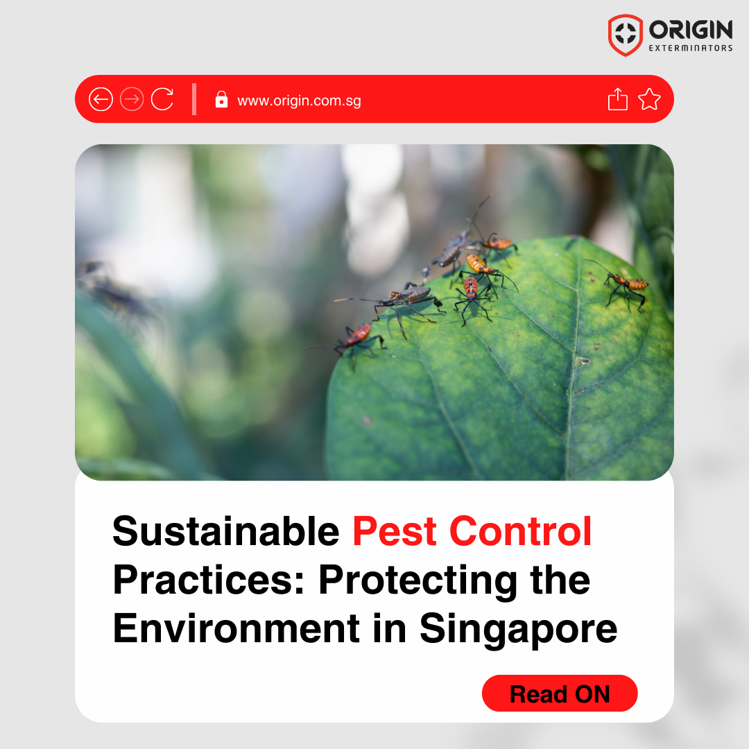 Sustainable Ecofriendly Pest Control Services in Singapore