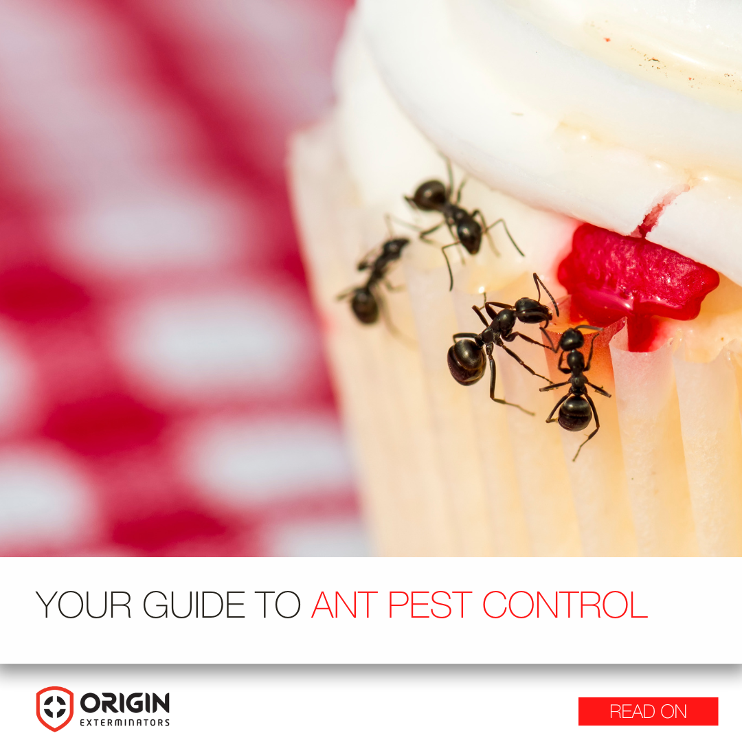 Your Guide to Ant Pest Control Services in Singapore